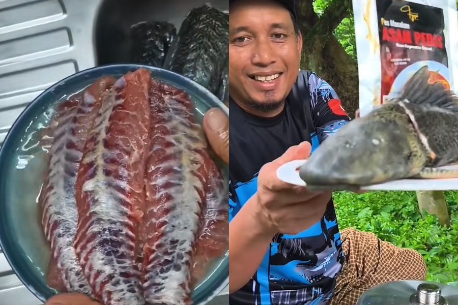 Ramai geli nak makan ikan bandaraya, selepas cuba rasanya macam isi ...