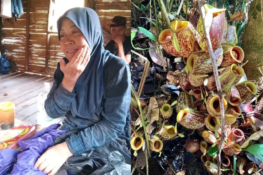 Ketahui tentang cendawan hutan, air periuk kera disebut Jaslinda ketika ...